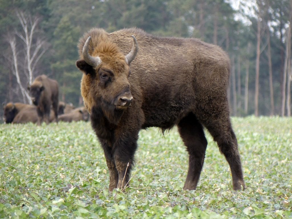 European Bison Hunting