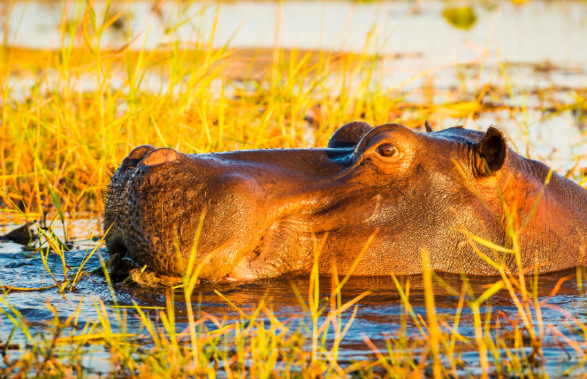 Citizen science leads to better protection of hippos in DR Congo | IUCN NL