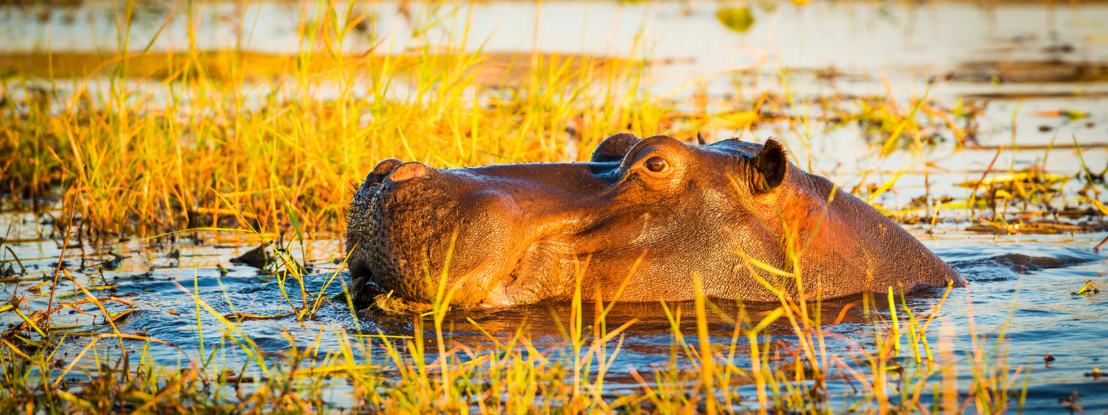 Citizen science leads to better protection of hippos in DR Congo | IUCN NL