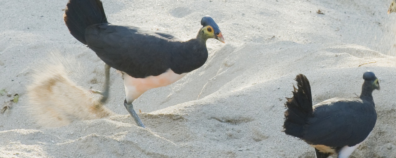 [Podcast series] Saving the endangered maleo bird on Sulawesi | IUCN NL