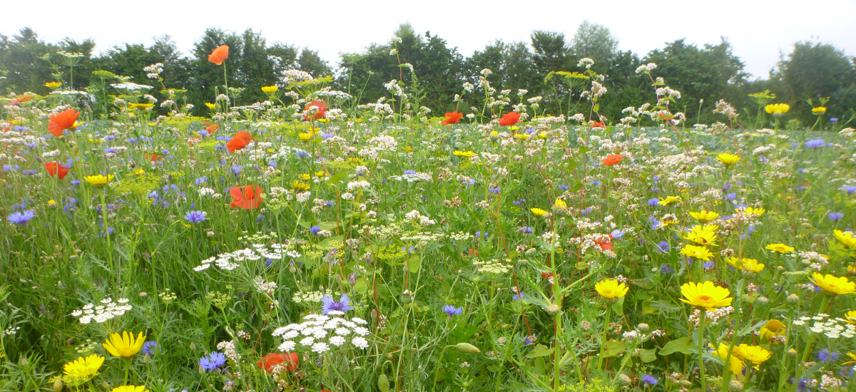 Onder het Maaiveld – IUCN NL