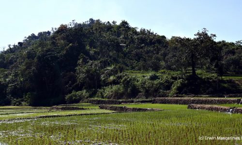 Partnerorganisatie in Benin wint Equator Prize | IUCN NL