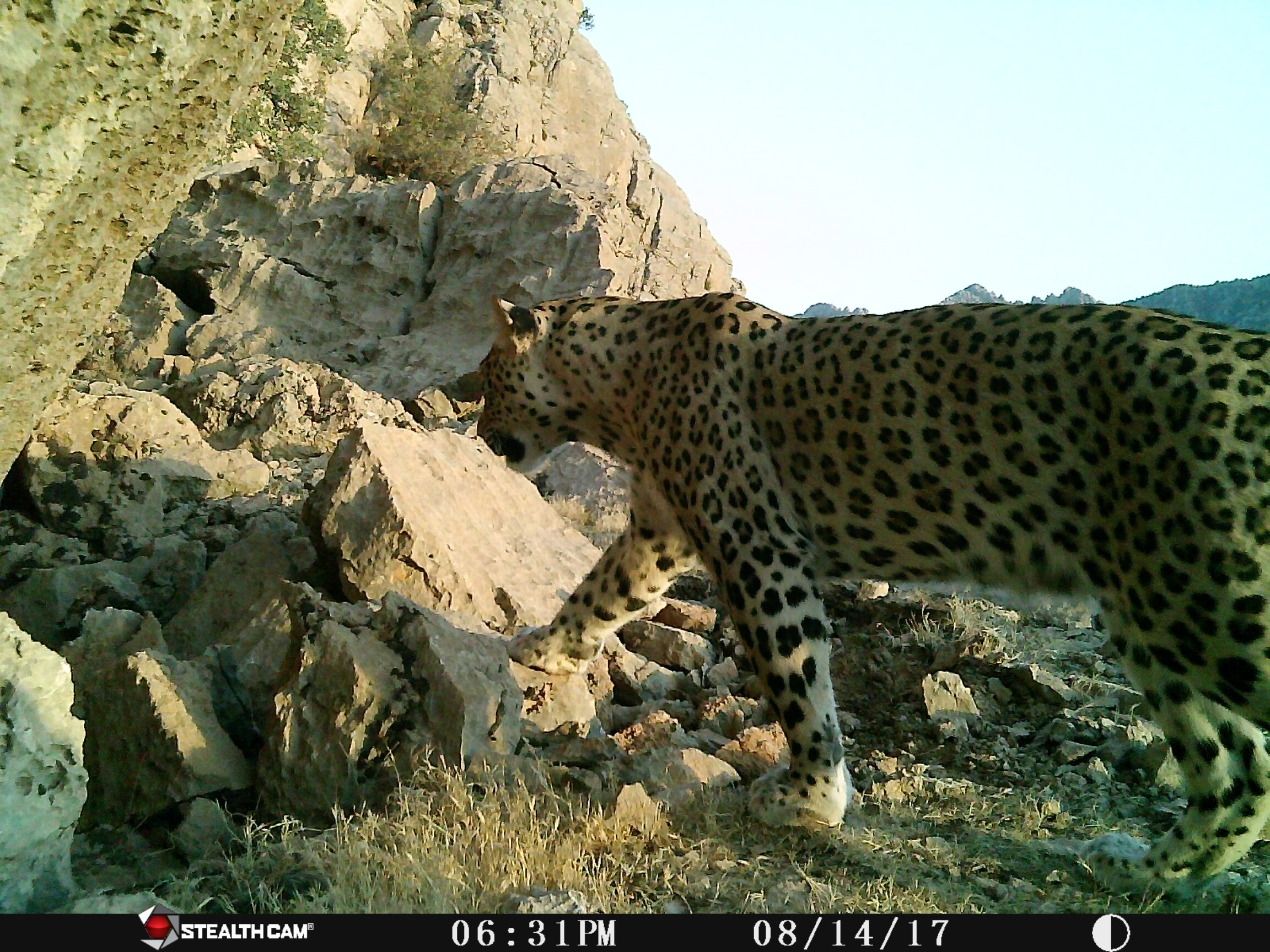 Persian Leopard Range