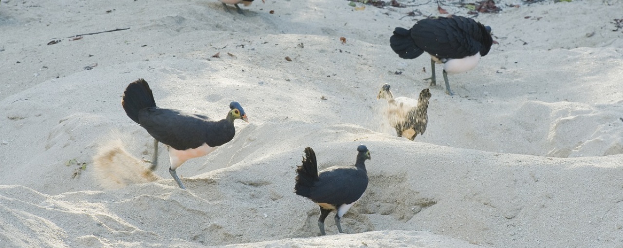 Saving the endangered maleo bird on Sulawesi | IUCN NL