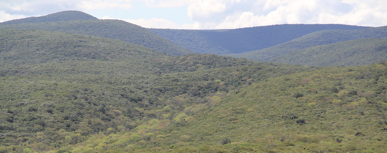 Using public information to protect the vital forest areas in Paraguay ...
