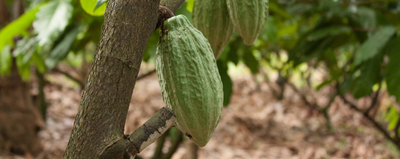 Smart cocoa plantations for nature conservation | IUCN NL