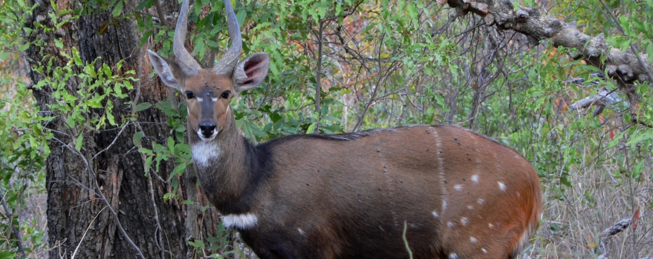 Partner organization in Benin wins Equator Prize | IUCN NL