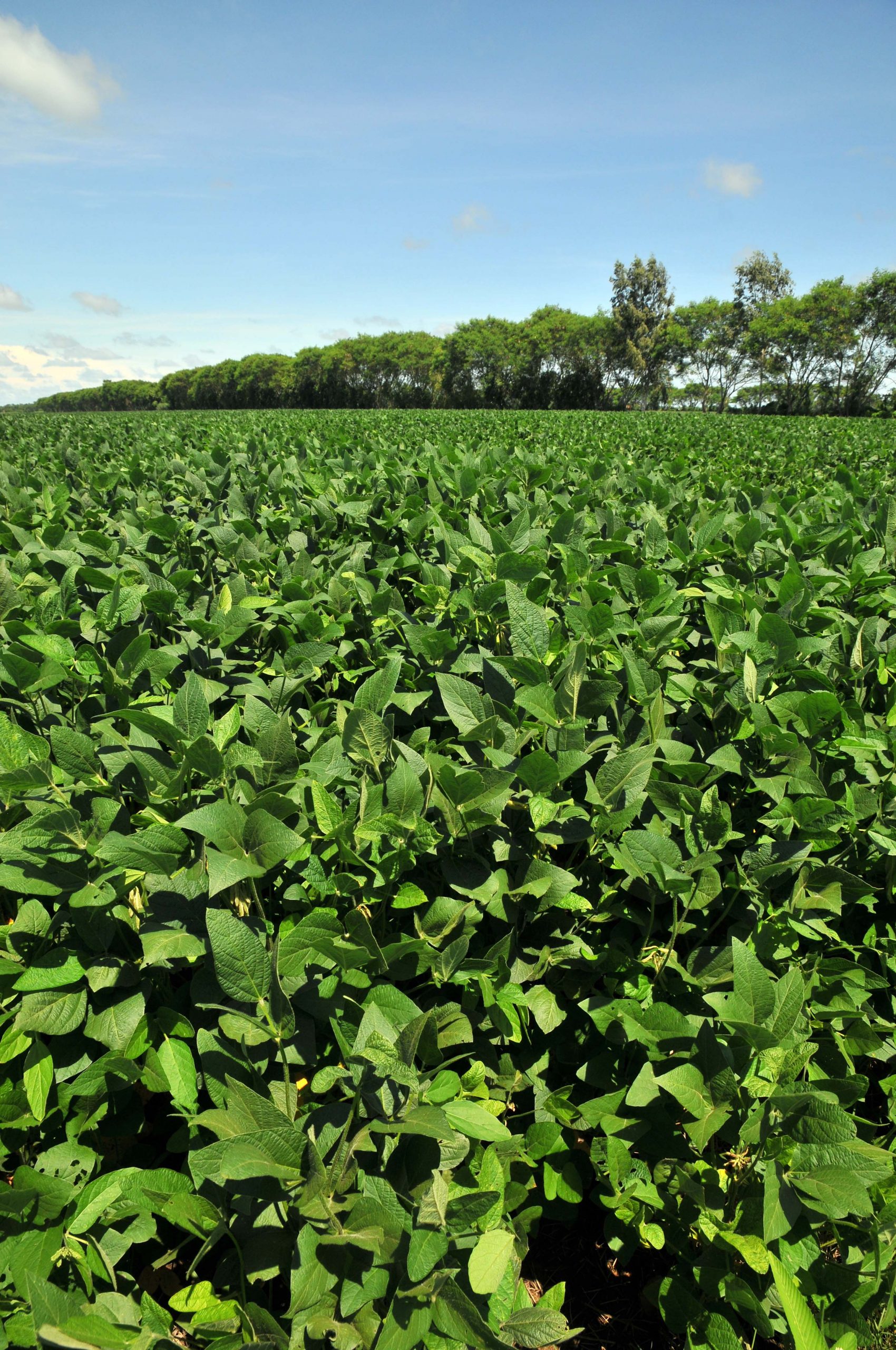 SoyChaco | A pilot project to support responsible production and nature ...