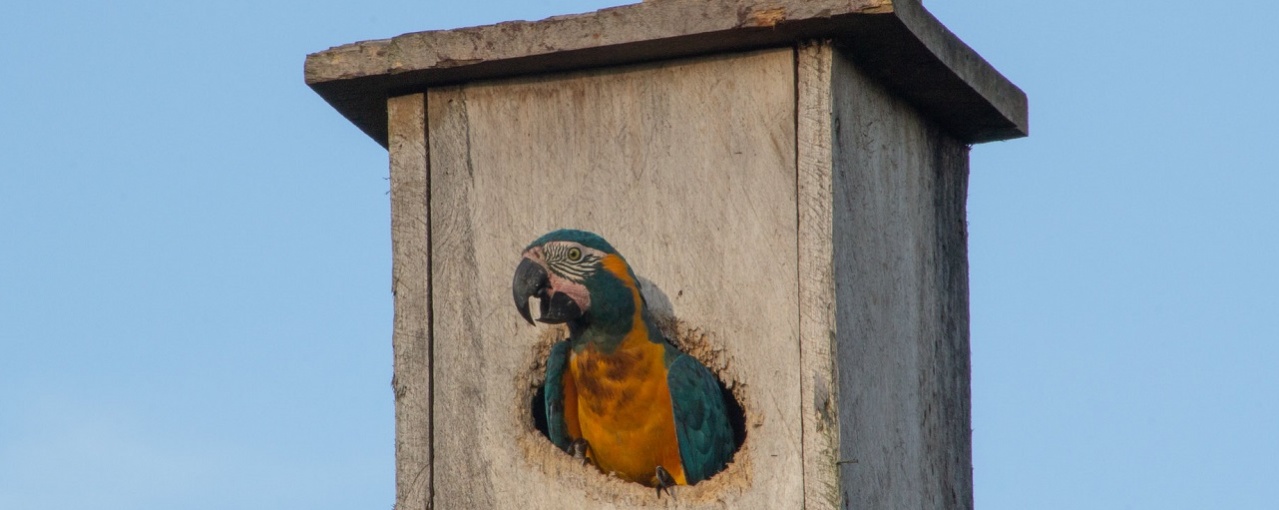 Artificial nestbox program helps survival of the critically endangered ...