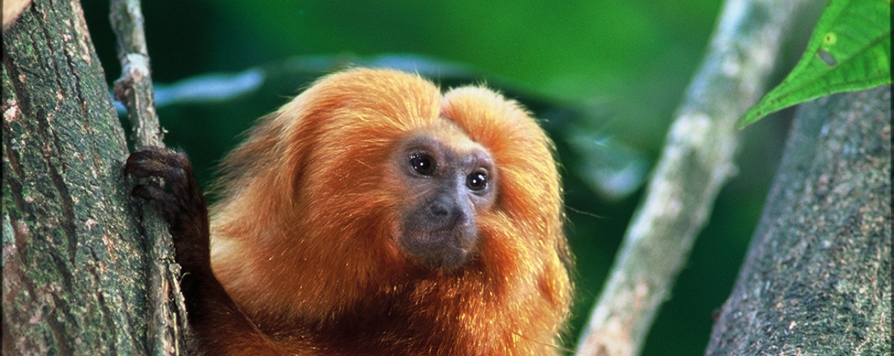 A corridor for the golden lion tamarin in Brazil | IUCN NL