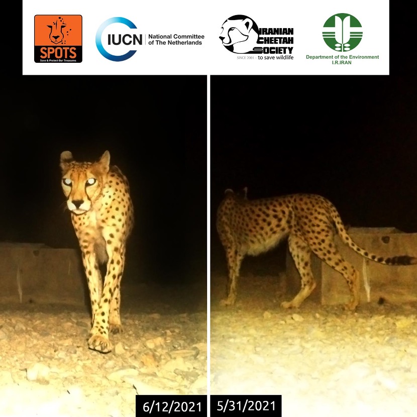 Hope for Asiatic Cheetah in Iran | IUCN NL