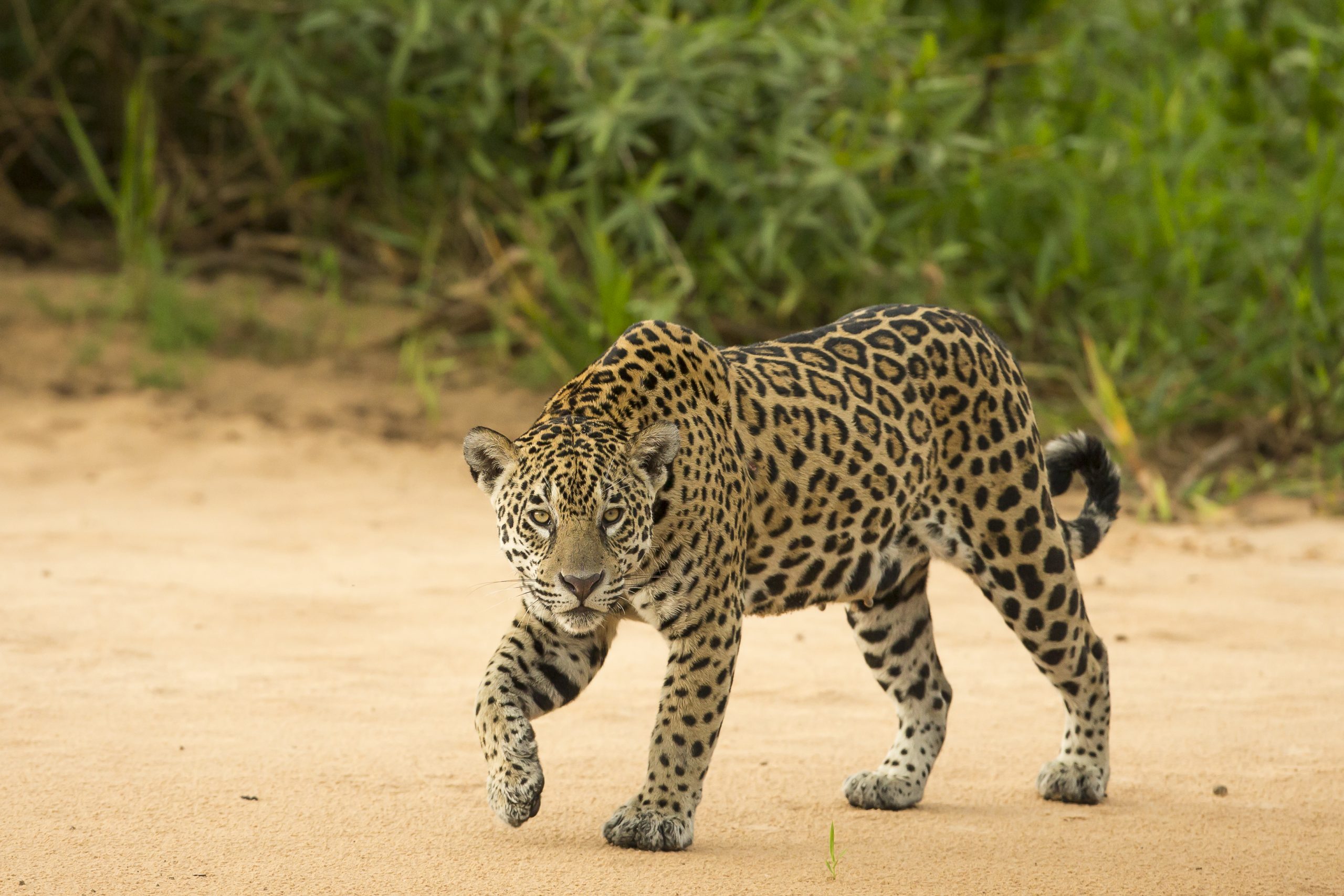 Experts: 'Include indigenous views in jaguar conservation' | IUCN NL