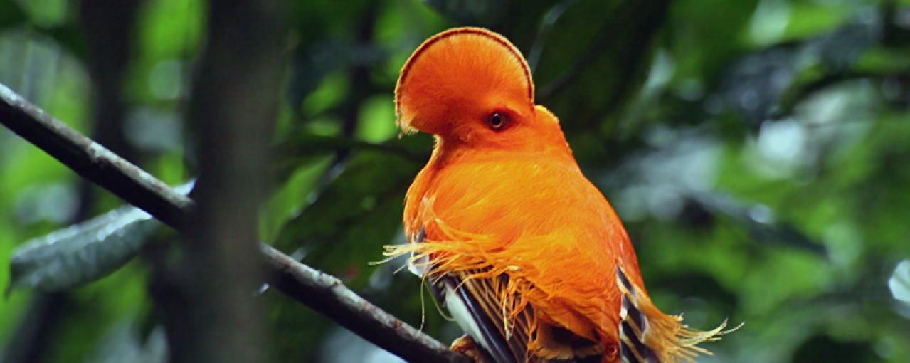 Prijskaartje aan Zuid-Amerikaanse natuur | IUCN NL