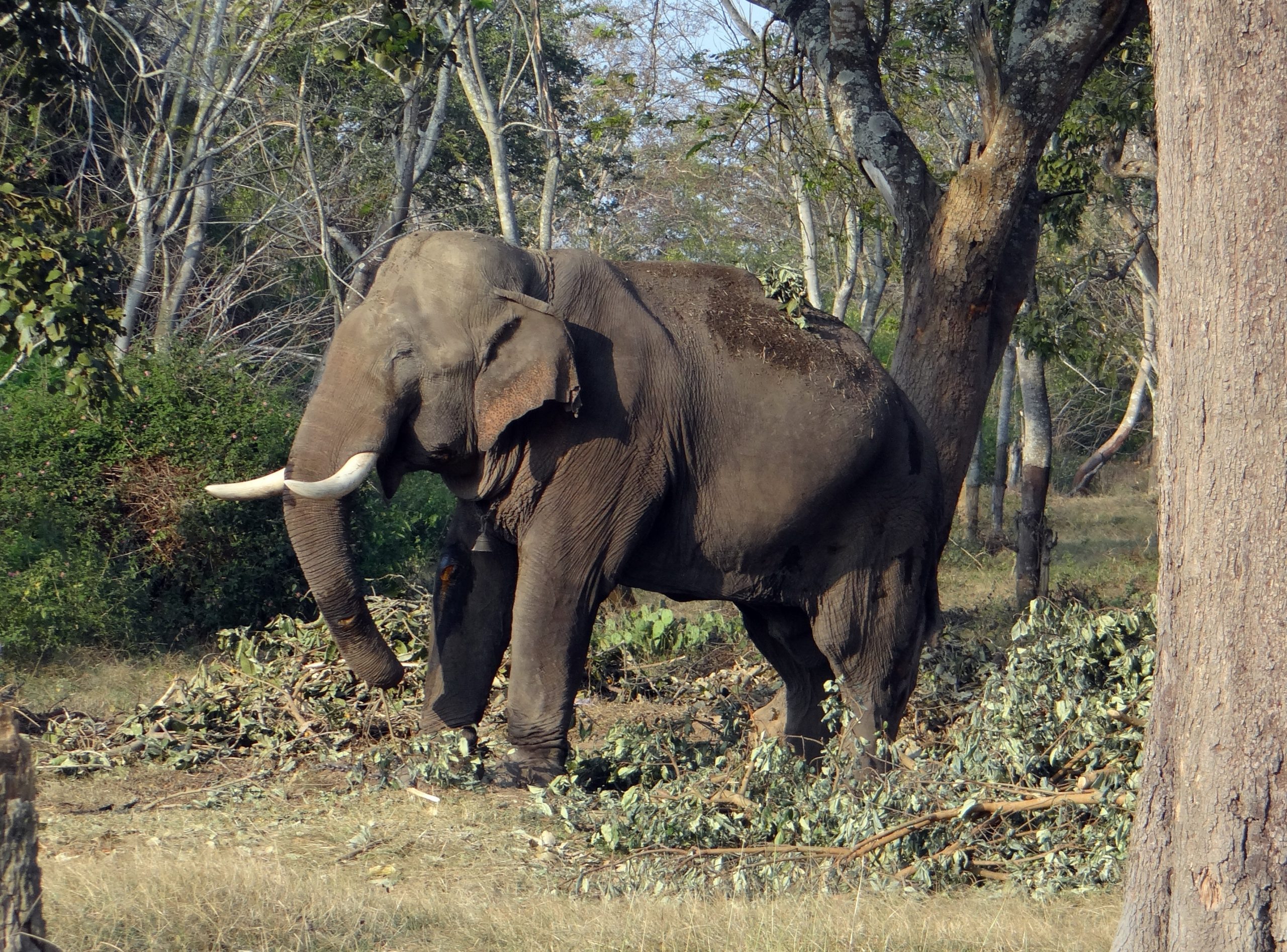 Making way for elephants in India | IUCN NL