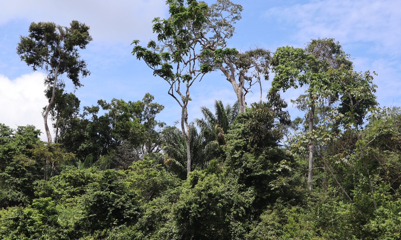 Call for tender ‘Amazon rights in focus: people’s and forest protection ...