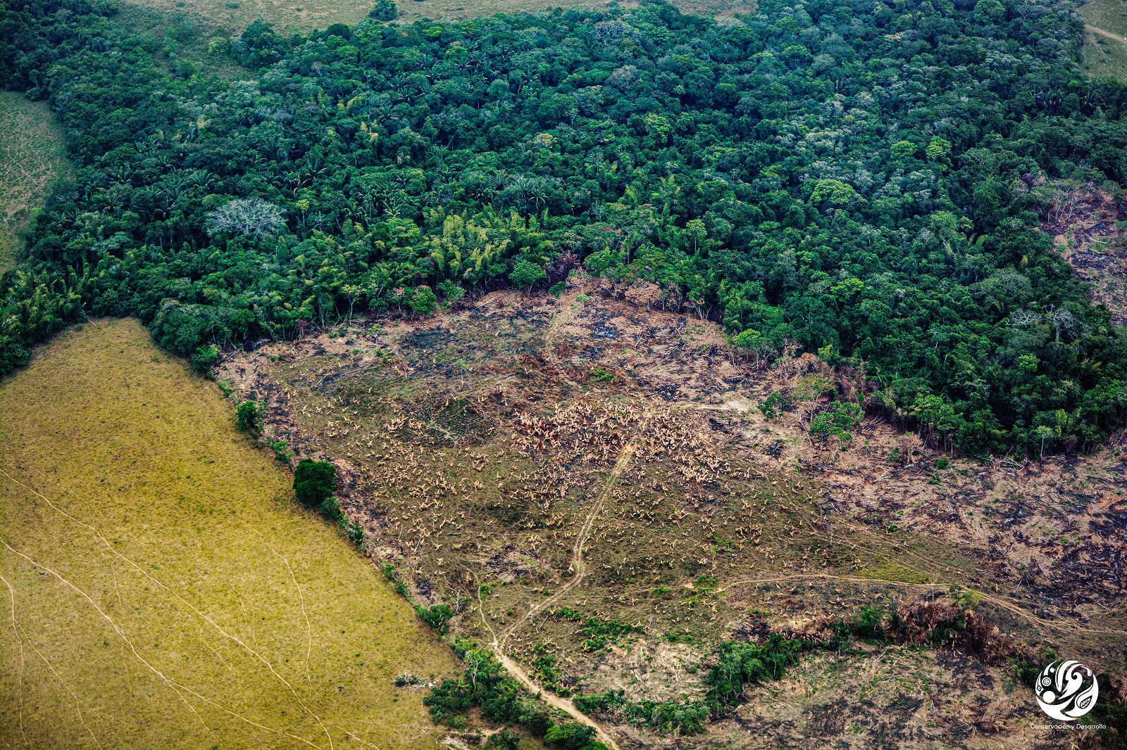 Elections in Colombia: a small ray of hope for forests? | IUCN NL