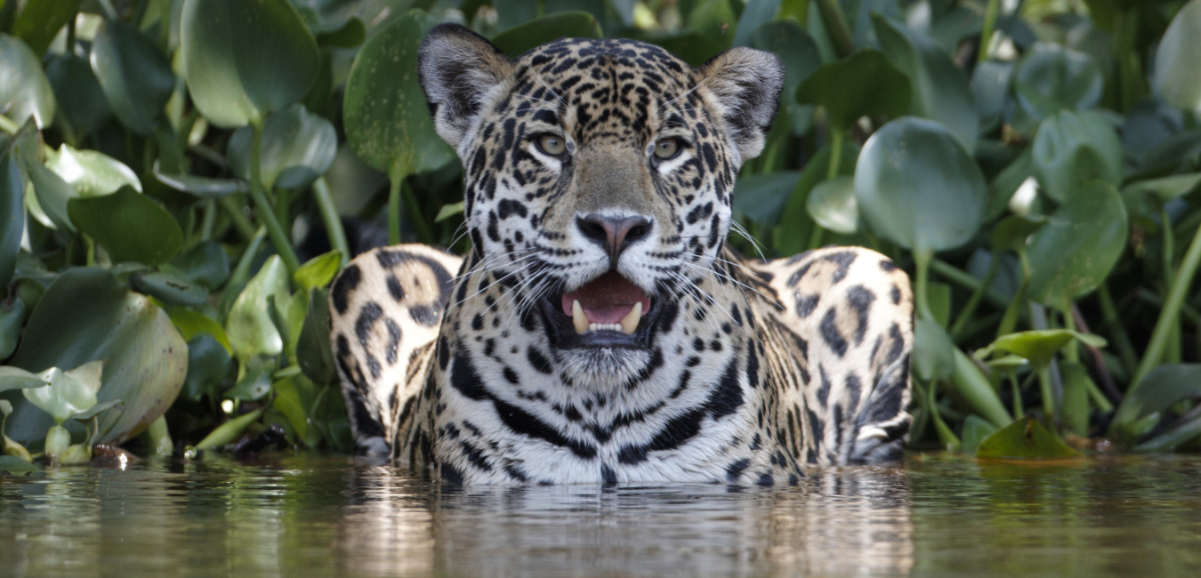 What did IUCN NL do in 2021? Read our annual report. | IUCN NL