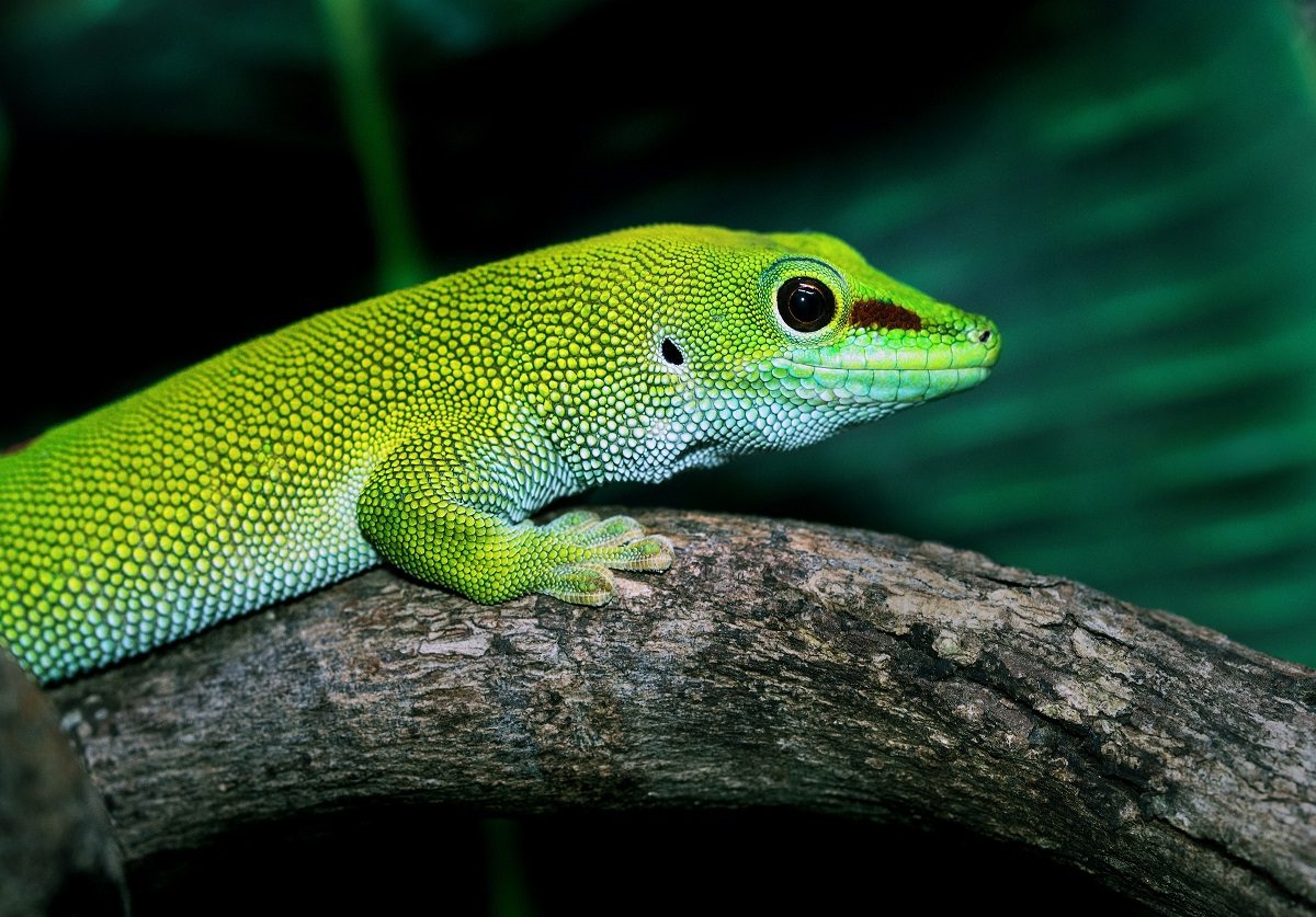 Protecting the Madagascar and the Indian Ocean Islands Biodiversity ...