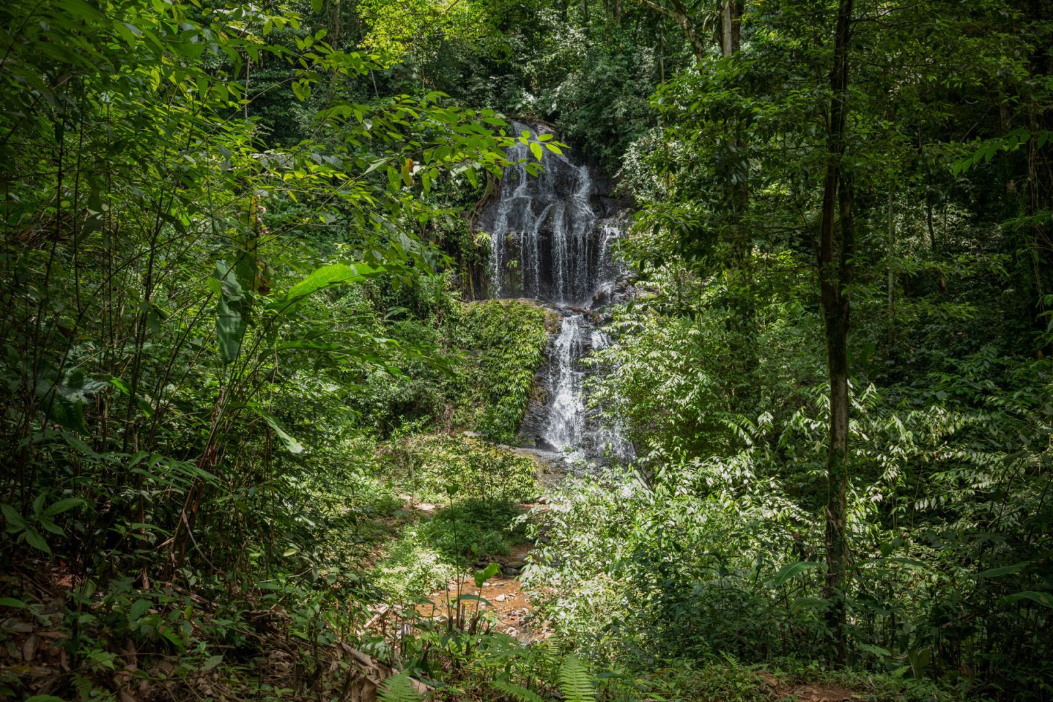 Druk op de Brownsberg in Suriname | IUCN NL