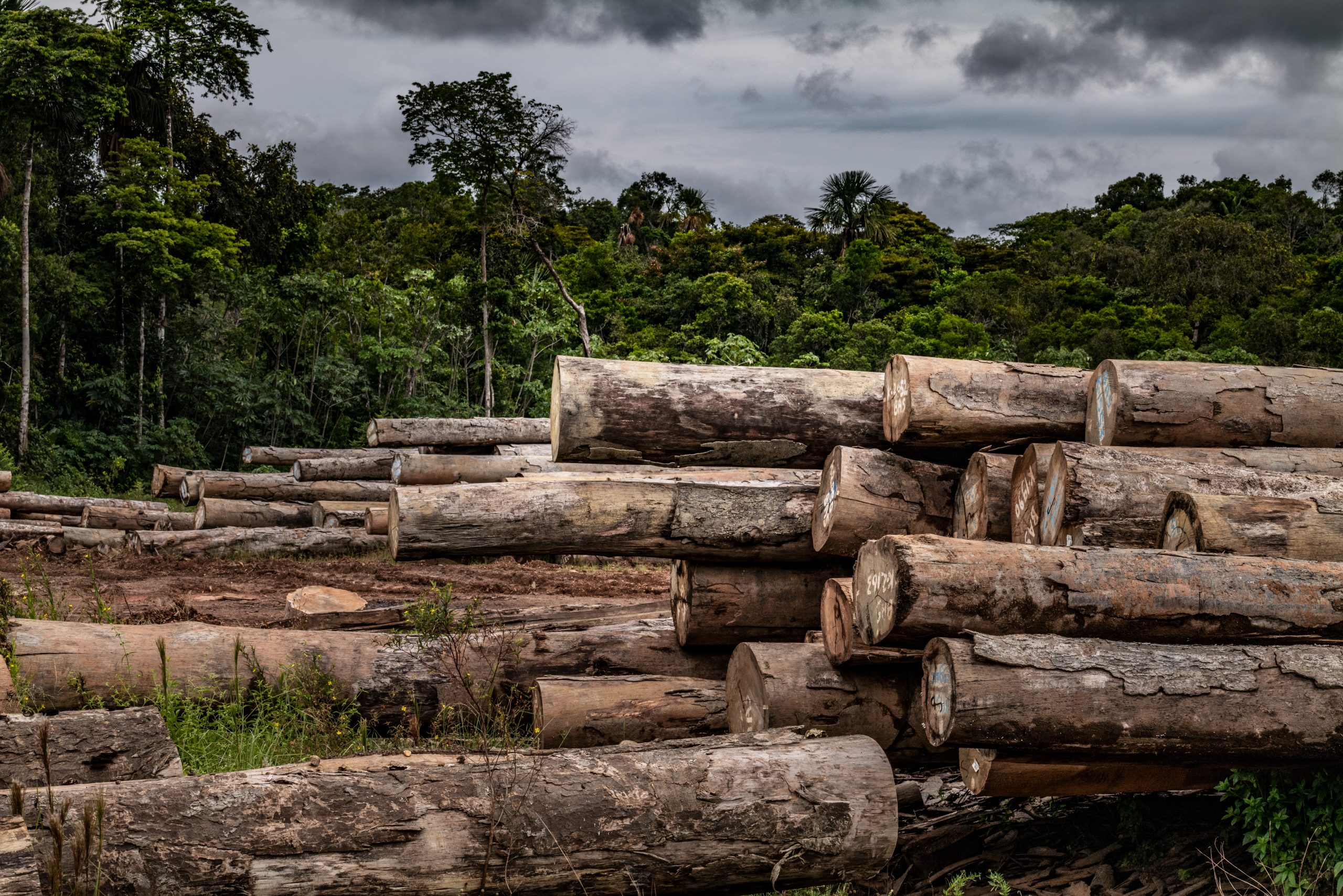 EU adopts Regulation for deforestation free products: effective ...