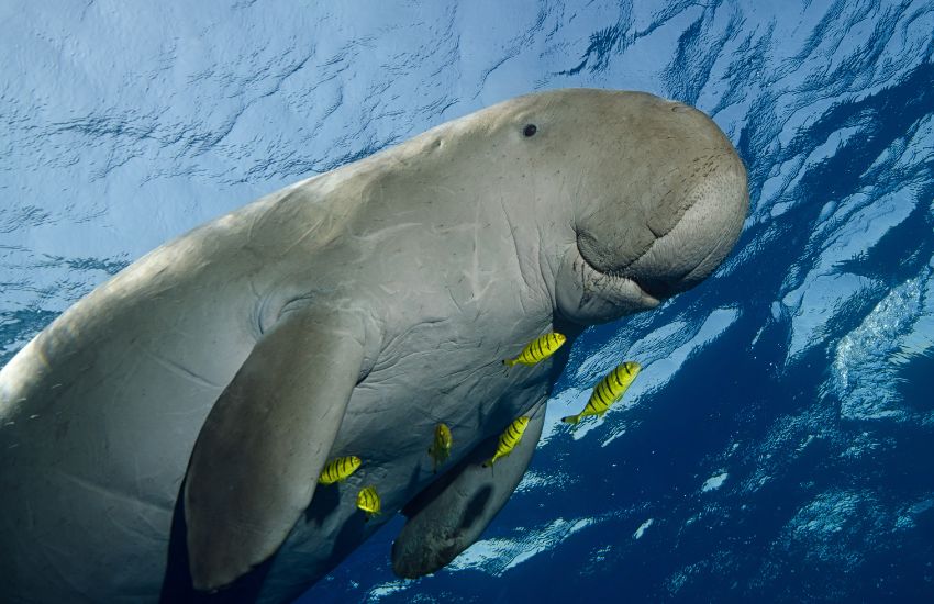 Human activity devastating marine species from mammals to corals - IUCN ...