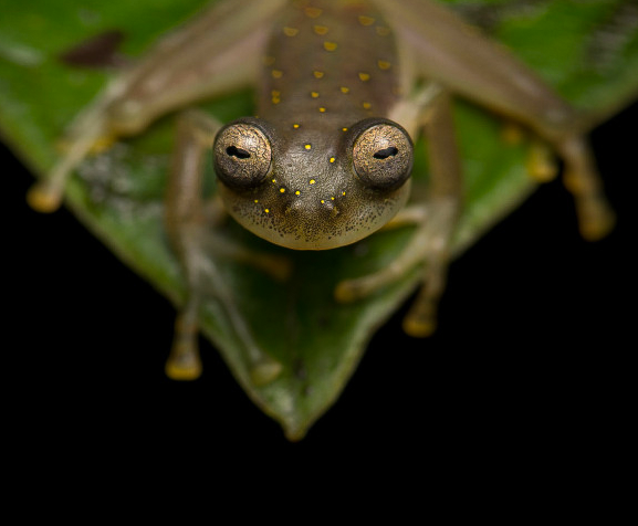 Biodiversity Challenge van Robeco steunt het Landaankoopfonds | IUCN NL