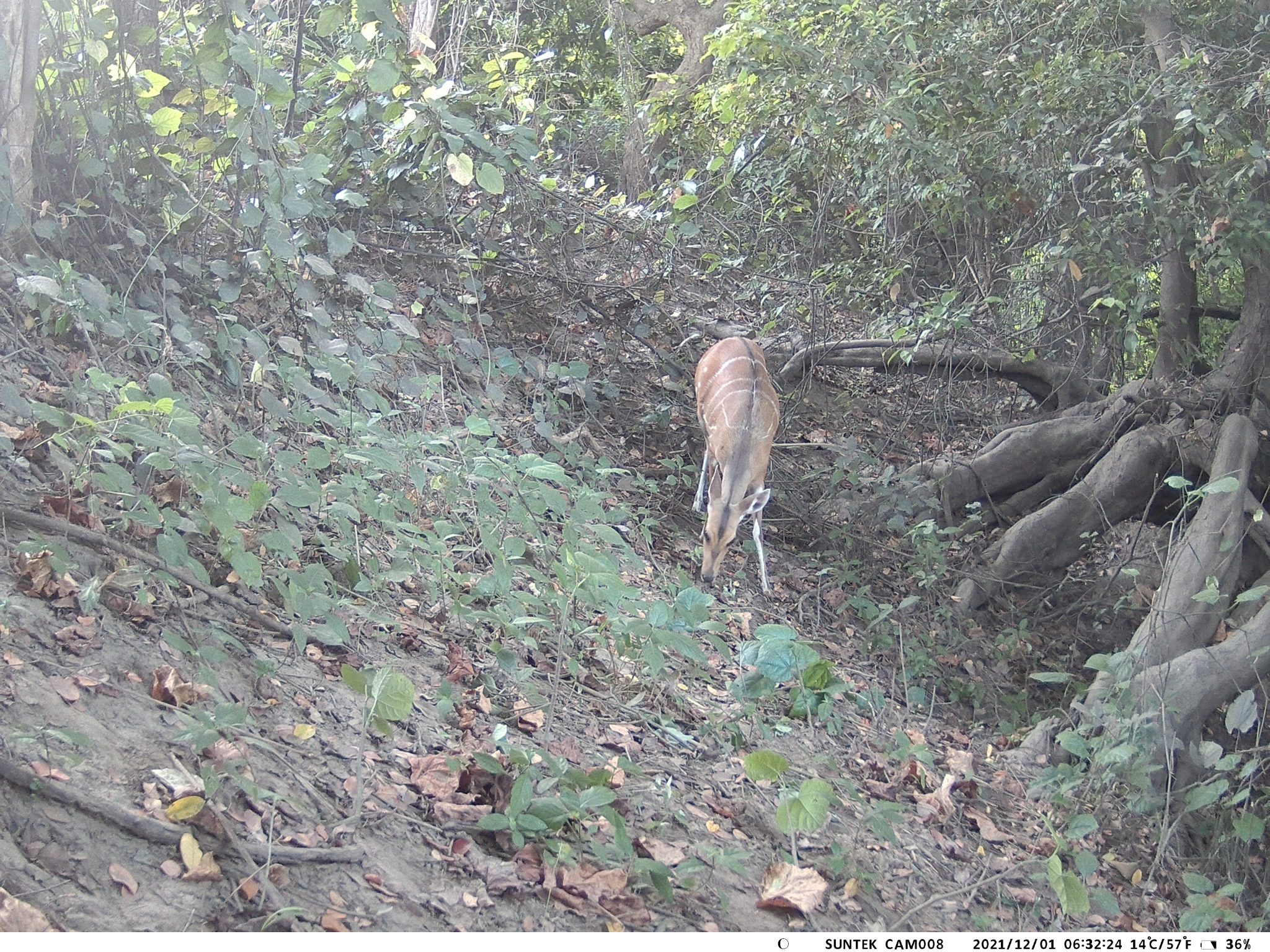 Community-led biodiversity monitoring to restore landscapes | IUCN NL