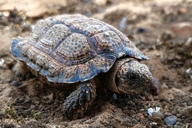 Land Acquisition Fund: new projects protect 17,000 hectares of nature ...