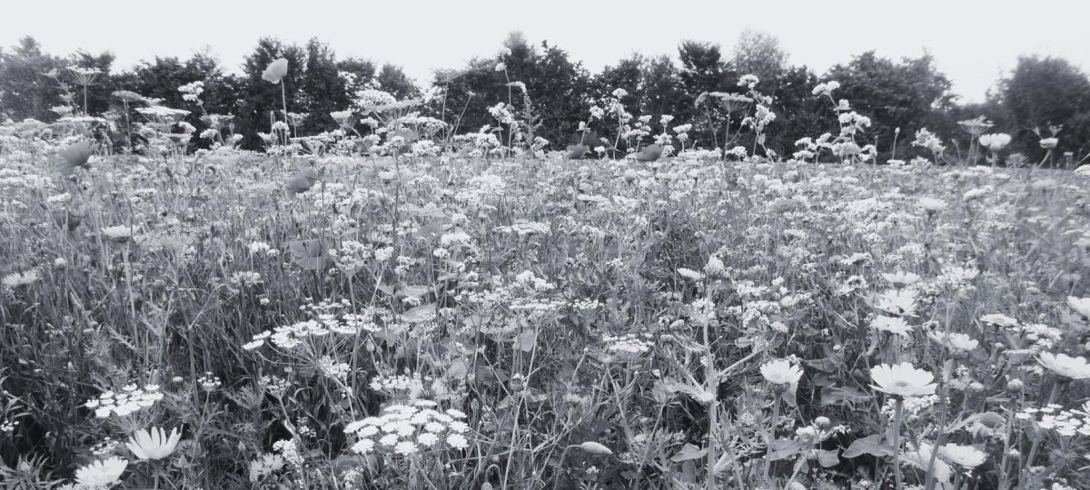 Onder het Maaiveld – IUCN NL