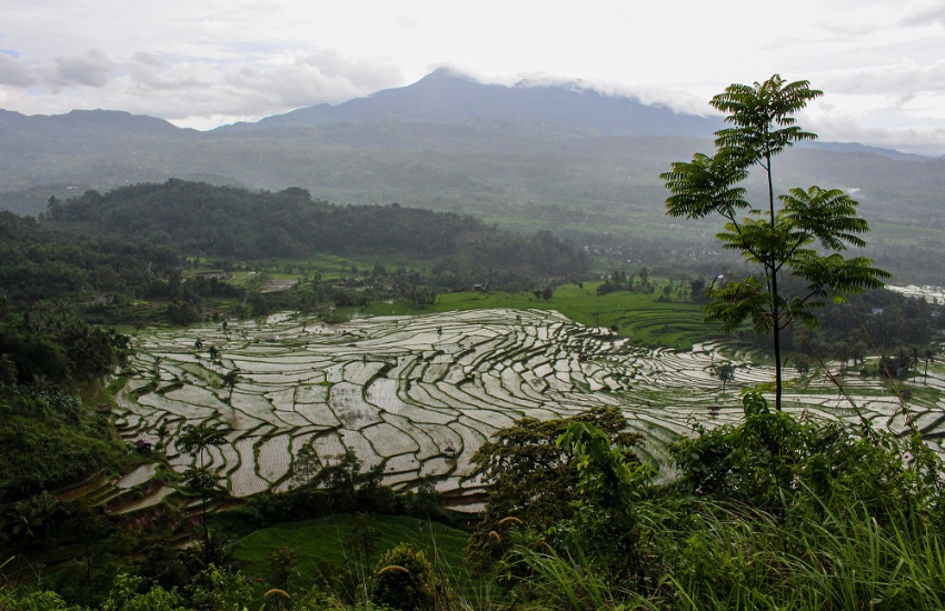 Sustainable forest management in West Sumatra | IUCN NL