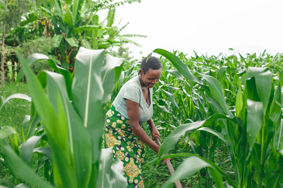 Congolese women’s association champions drought-resilient farming | IUCN NL
