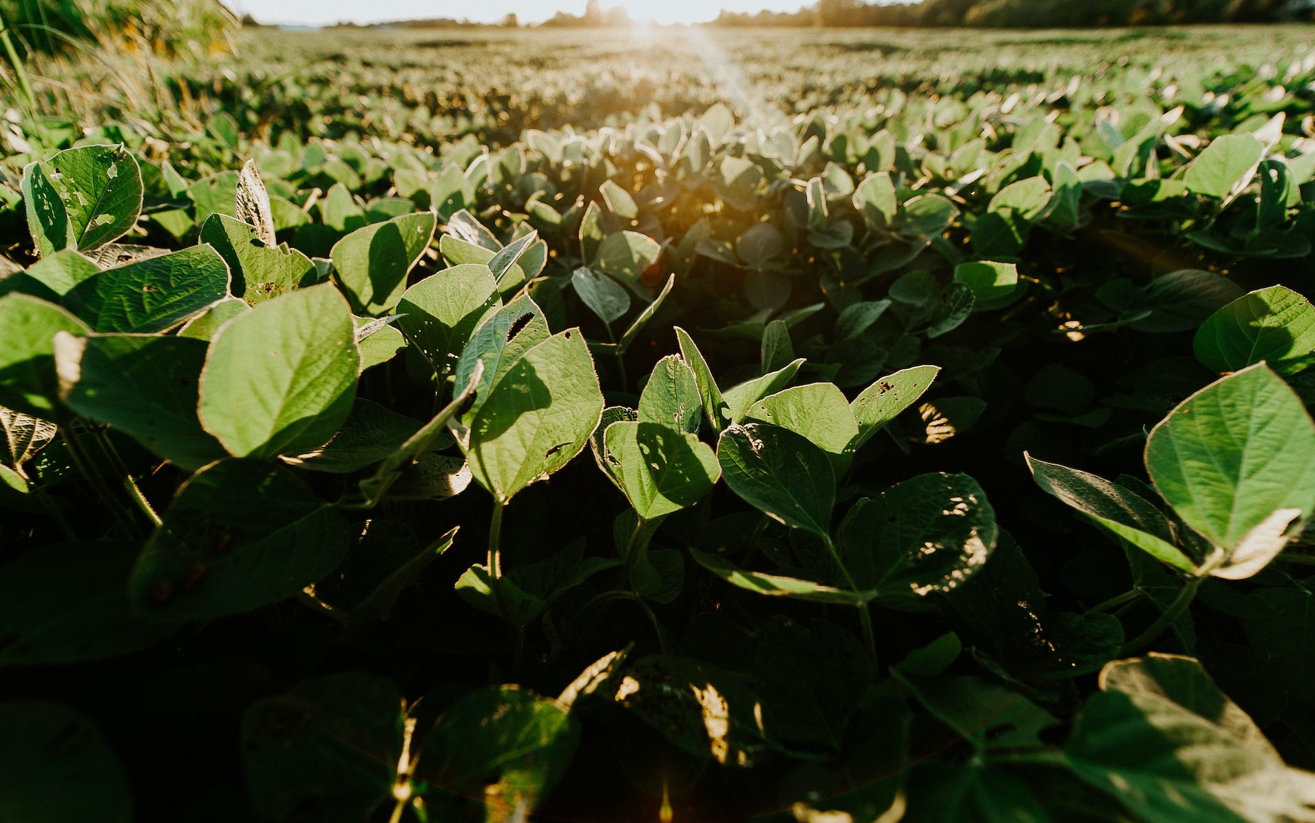 Updated soy standard benchmark report: setting a new bar for ...