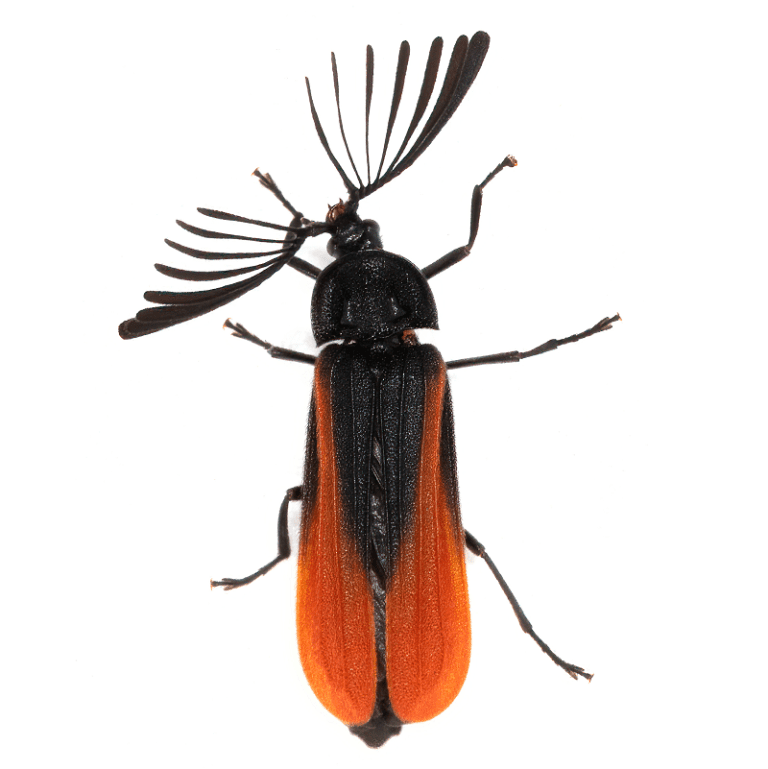 Abundance of firefly species finds sanctuary in Mesenia-Paramillo ...