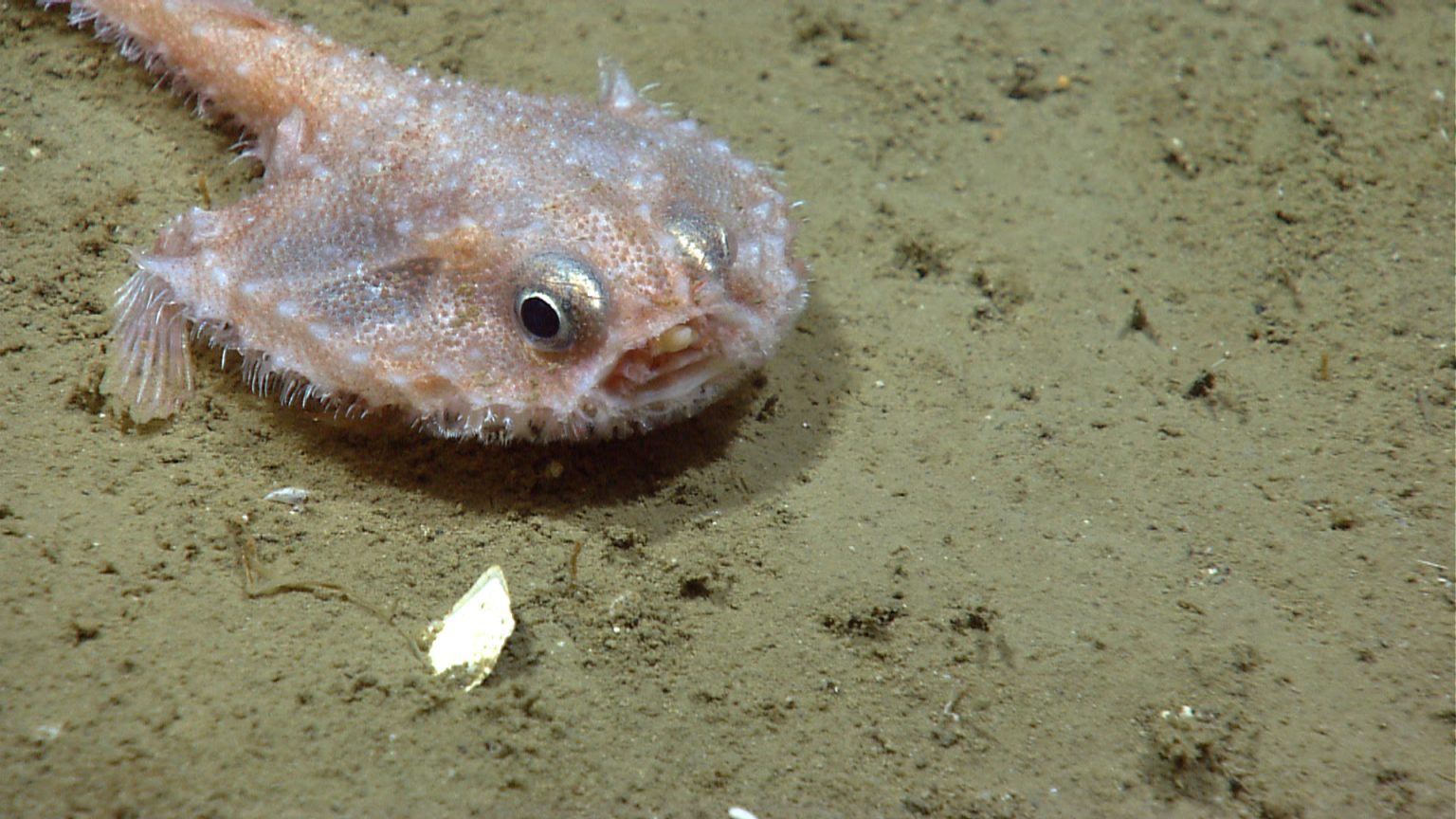 The impact of deep-sea mining on biodiversity, climate and human ...