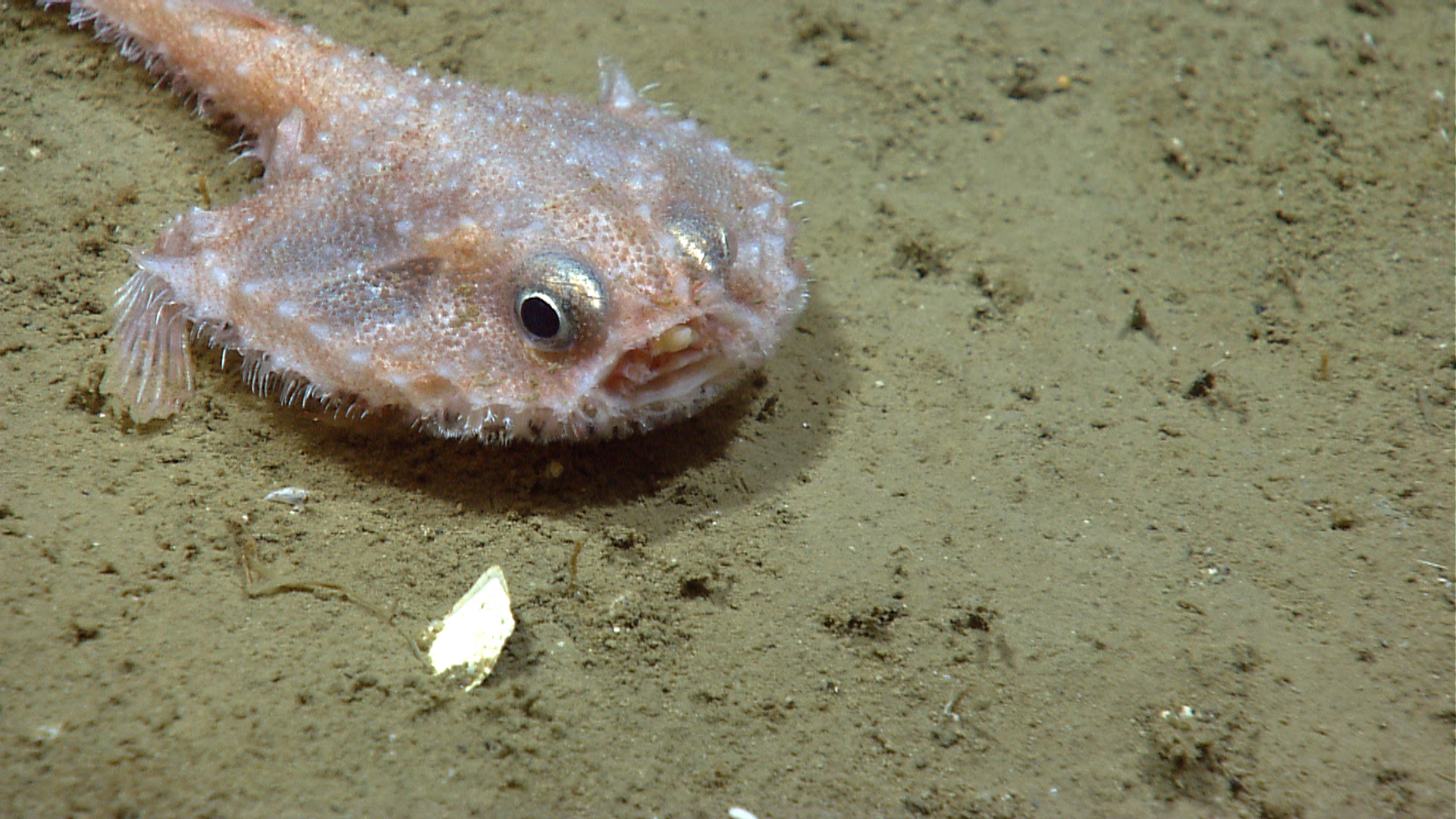 The impact of deep-sea mining on biodiversity, climate and human ...