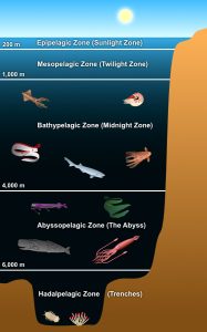The impact of deep-sea mining on biodiversity, climate and human ...