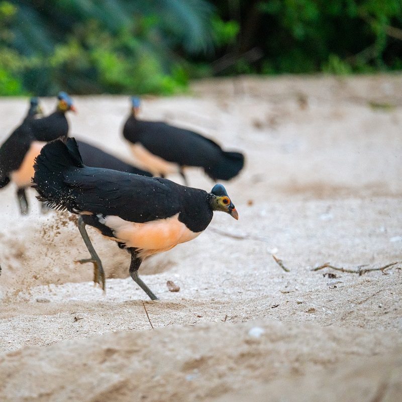 Land Acquisition Fund: urgent action prevents mining in maleo habitat ...