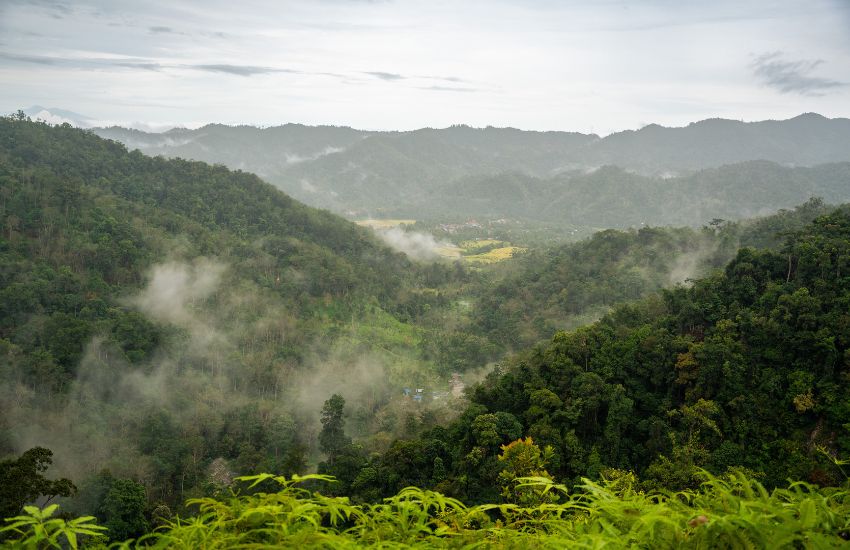‘Social forestry protects forests and supports livelihoods in Sumatra ...