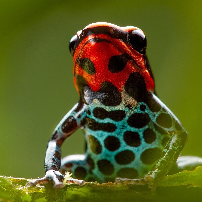 Natuurbescherming | IUCN NL