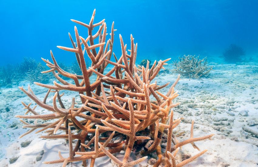 IUCN Red List: Over 40% of coral species face extinction | IUCN NL