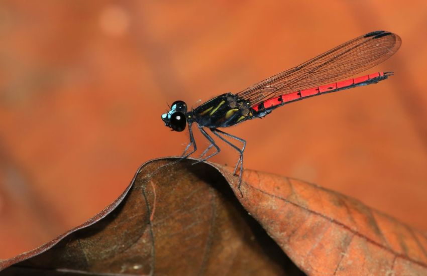 IUCN Red List: One quarter of freshwater animals at risk of extinction ...