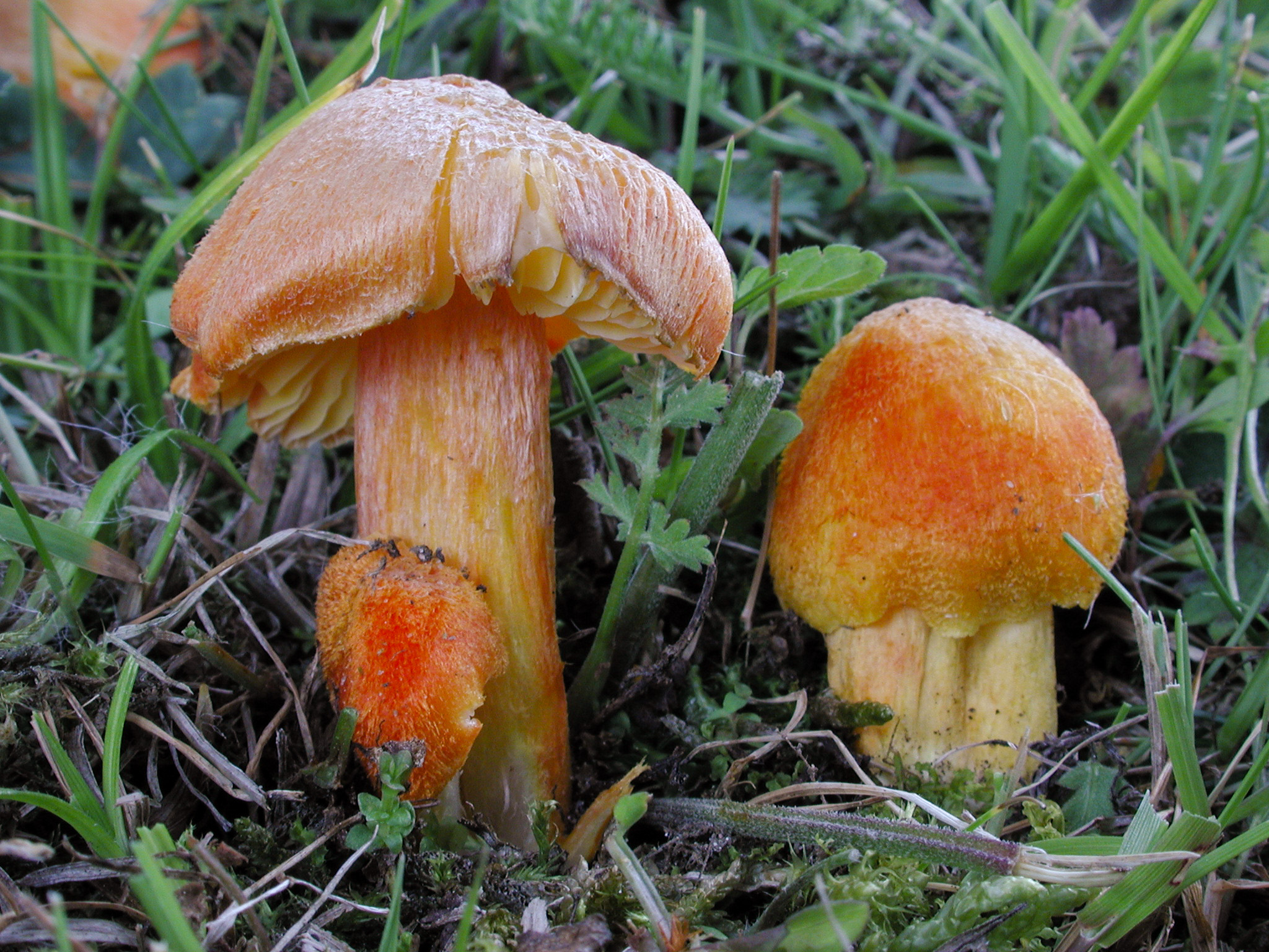 First 1,000 fungi on IUCN Red List reveal growing threats - IUCN Red ...