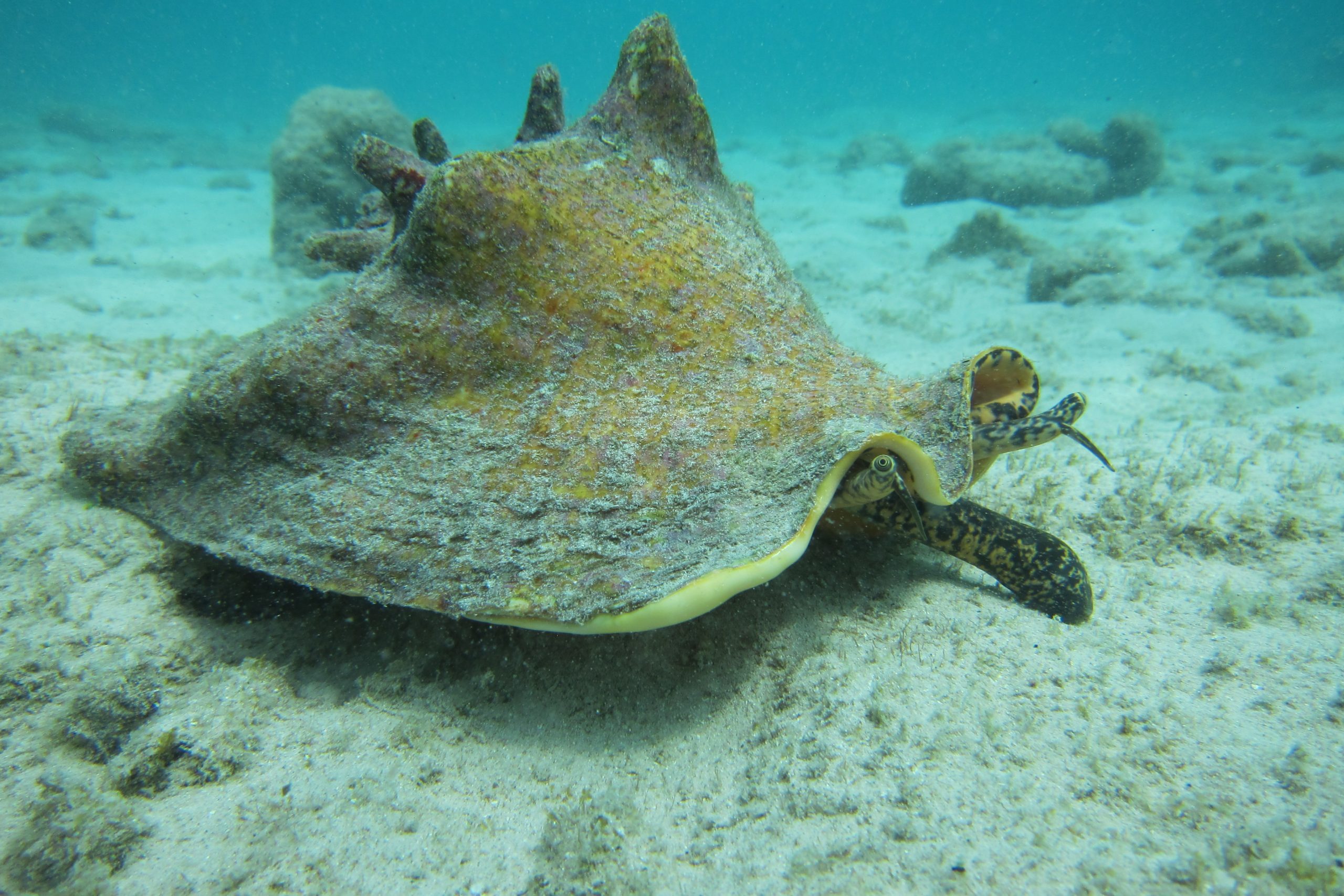 Restoring the natural Queen Conch population in the Caribbean | IUCN NL