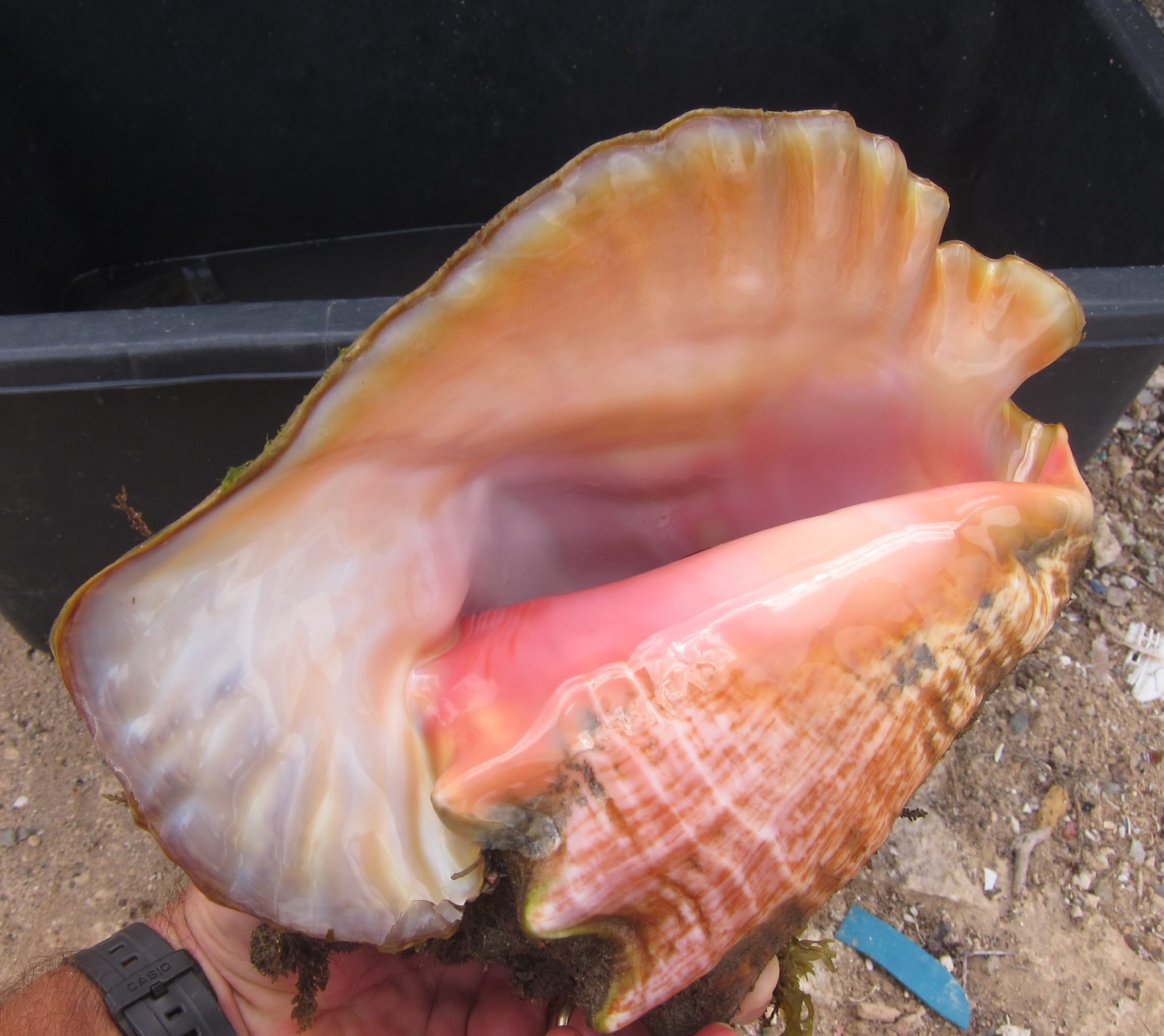 Restoring the natural Queen Conch population in the Caribbean | IUCN NL