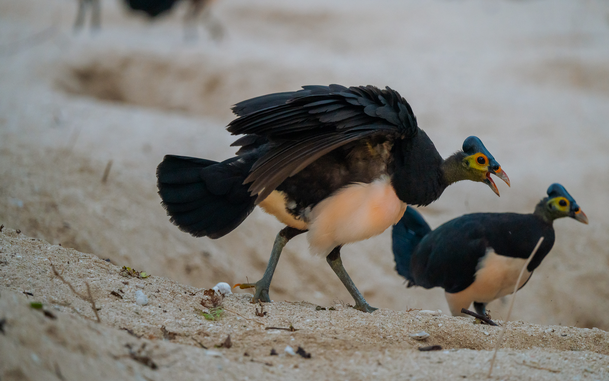 Bird Brewery supports the Indonesian maleo via the Land Acquisition ...