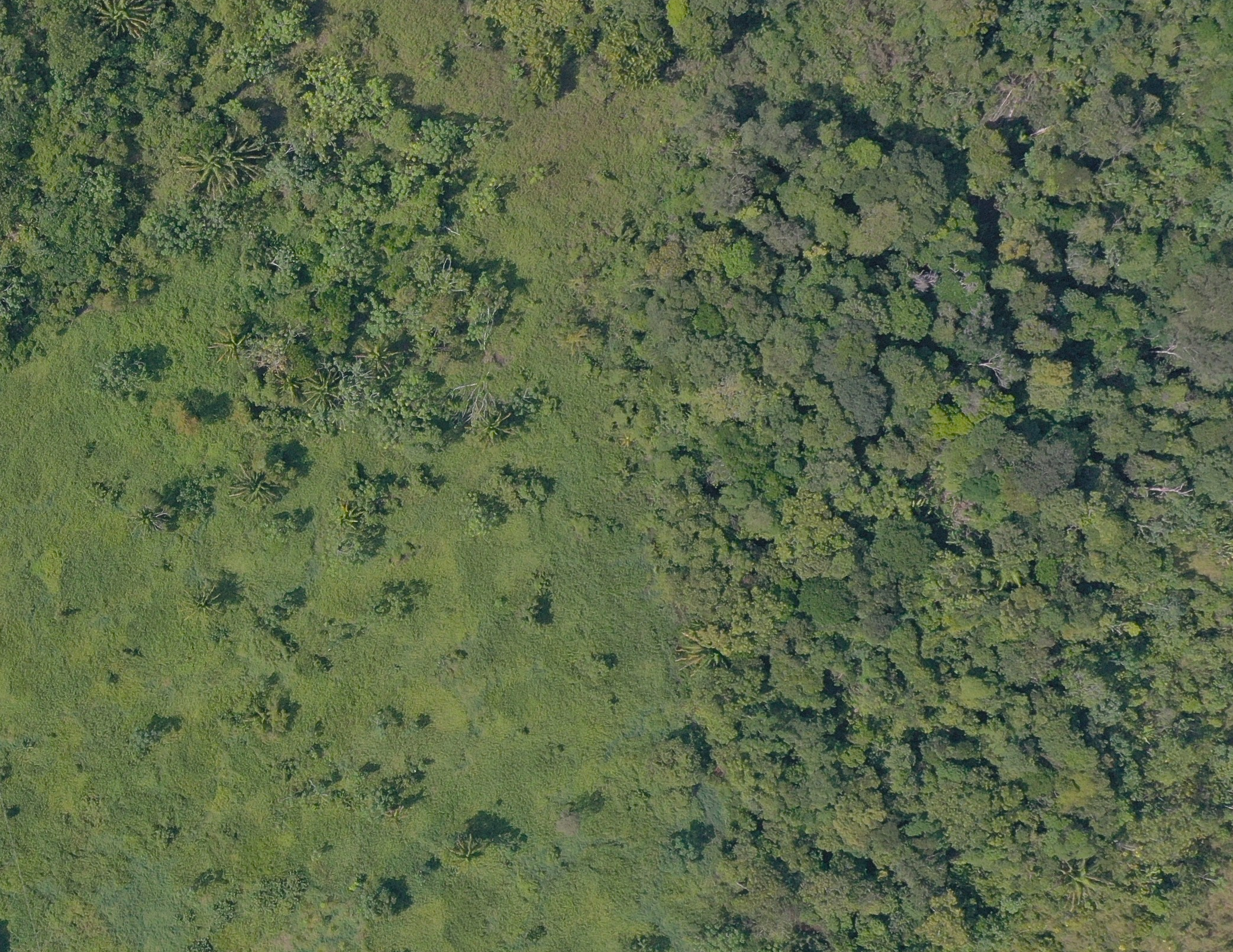 The art of reforestation: insights for successful ecosystem restoration ...