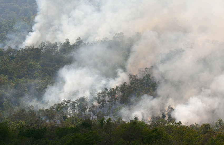Unprecedented loss of primary forest in 2024, according to new WRI ...