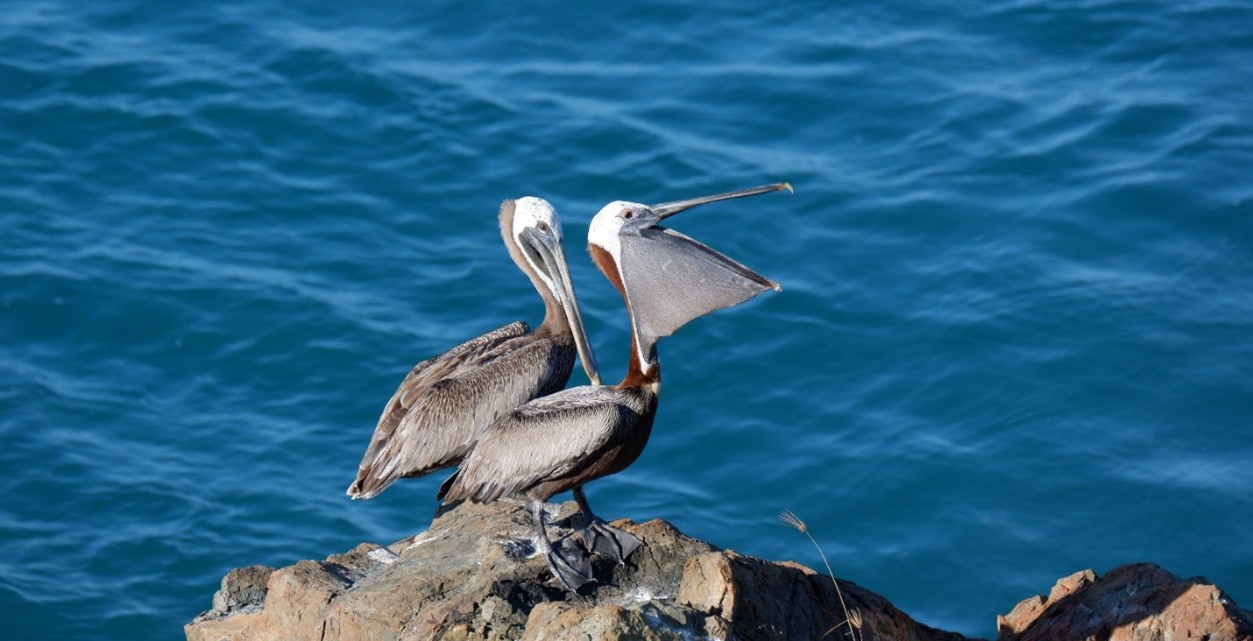 Biodiversity Restoration of Breeding Habitat for the Least Tern and the ...