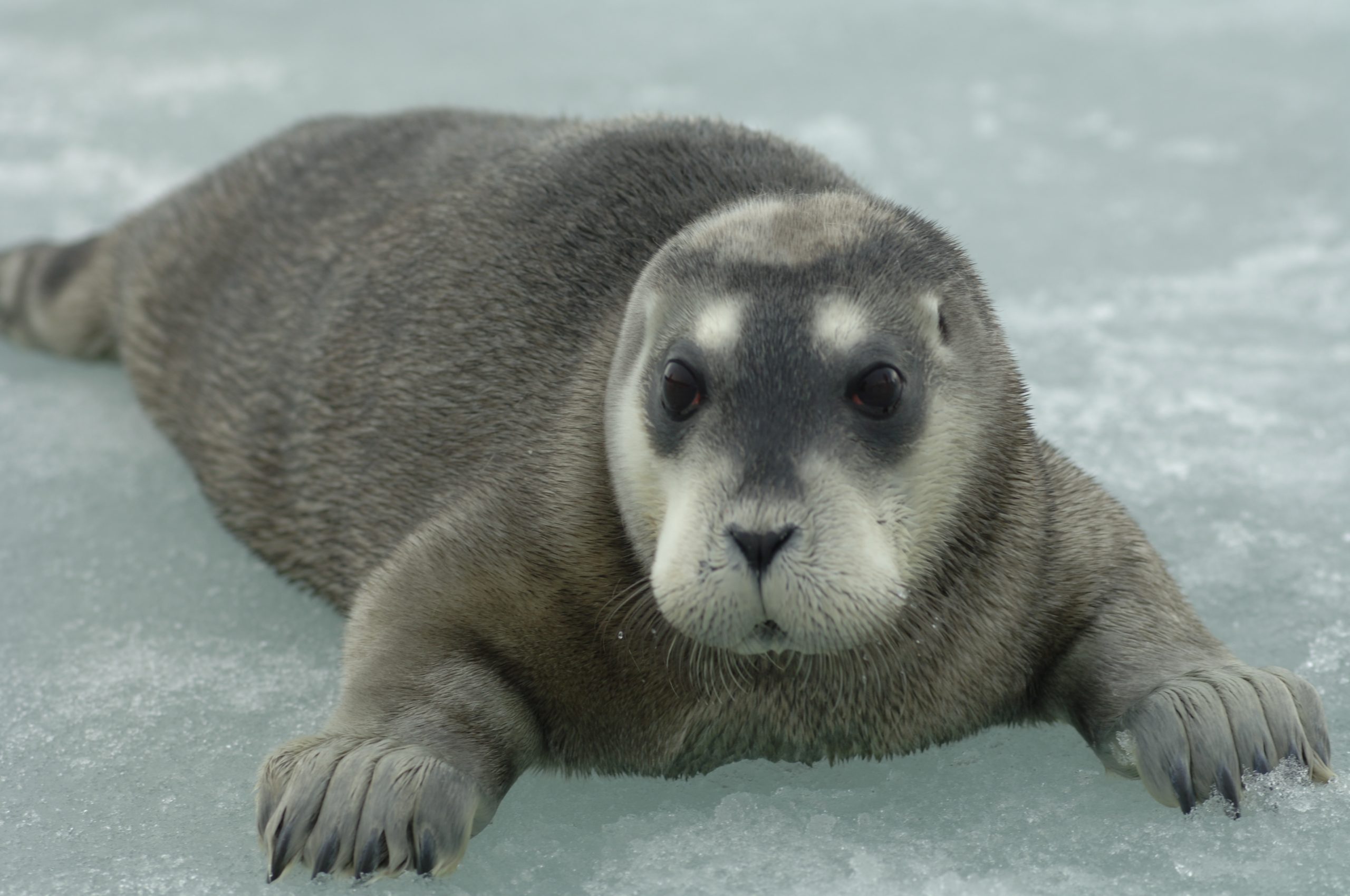 Arctic seals threatened by climate change, birds decline globally ...