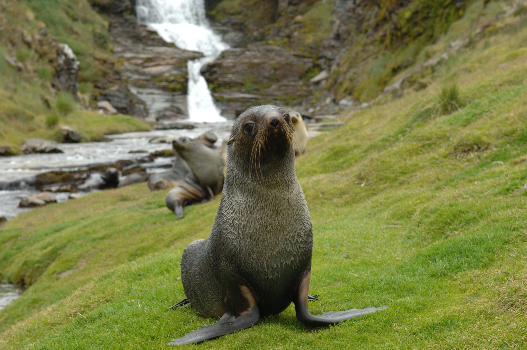 Persbericht: Keizerspinguïn en Antarctische pelsrob nu bedreigd vanwege ...